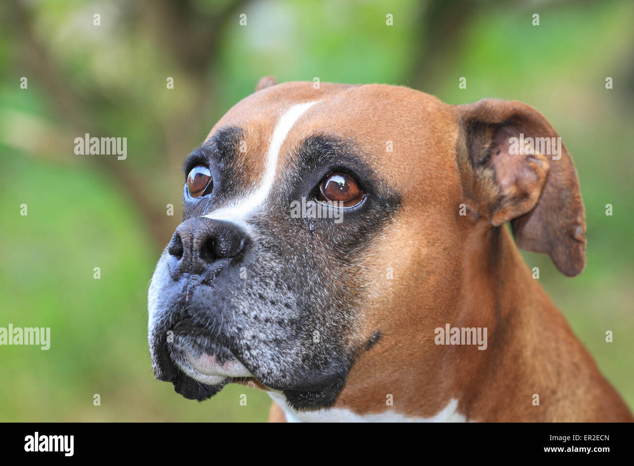 Guilty Looking Boxer Dog Stock Photo - Alamy