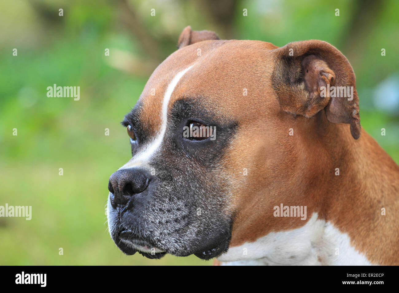 Sad looking Boxer Dog Stock Photo - Alamy