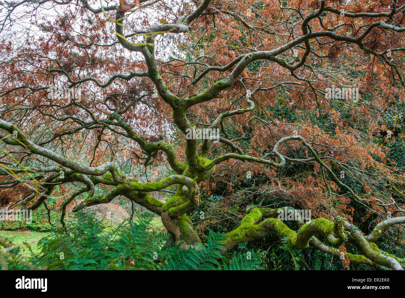 Intricate tree branches and ferns Stock Photo - Alamy