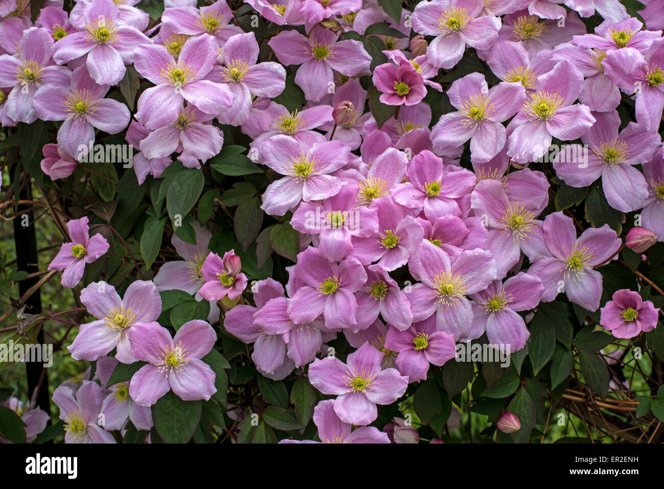Clematis Montana, known as Himalayan Clematis or Anemone Clematis Stock ...