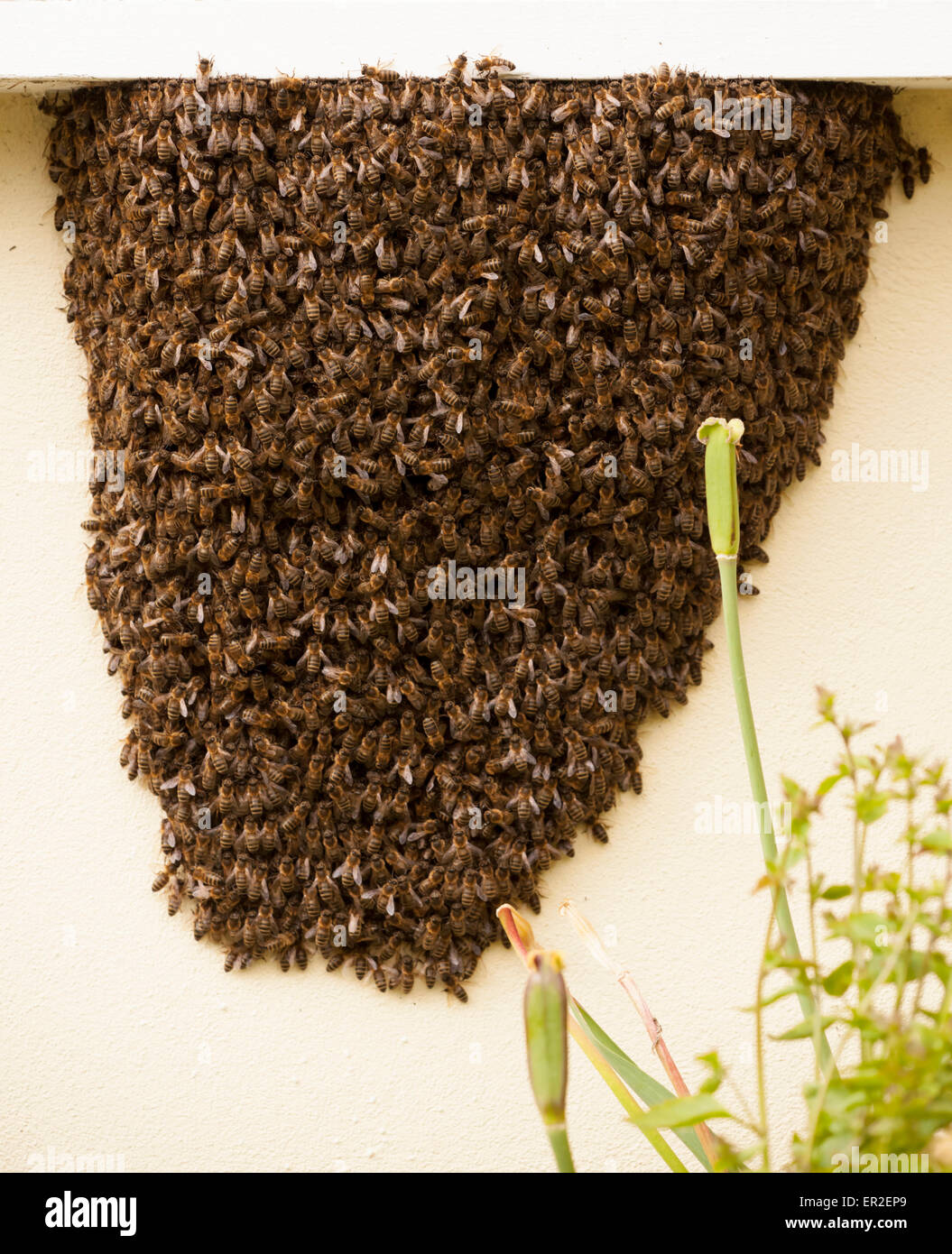Honey Bee Swarm Stock Photo - Alamy