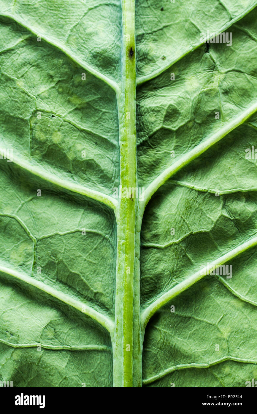 Cabbage leaf detail hi-res stock photography and images - Alamy