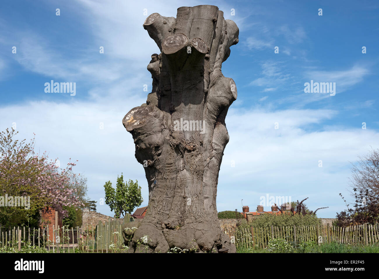 Large tree stump, Elmhurst Park, Woodbridge, Suffolk, UK Stock Photo ...