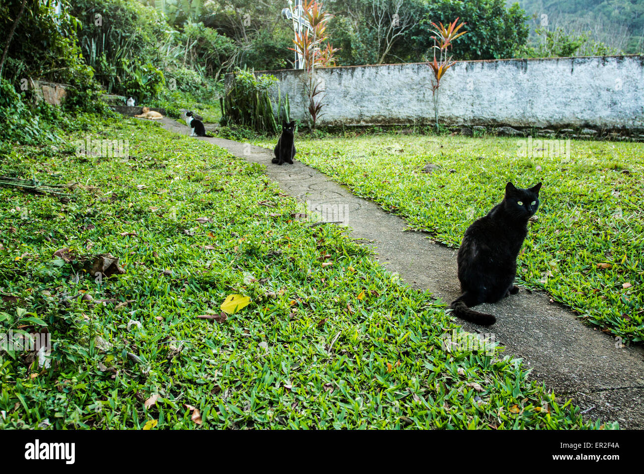 Domestic pathway hi-res stock photography and images - Alamy
