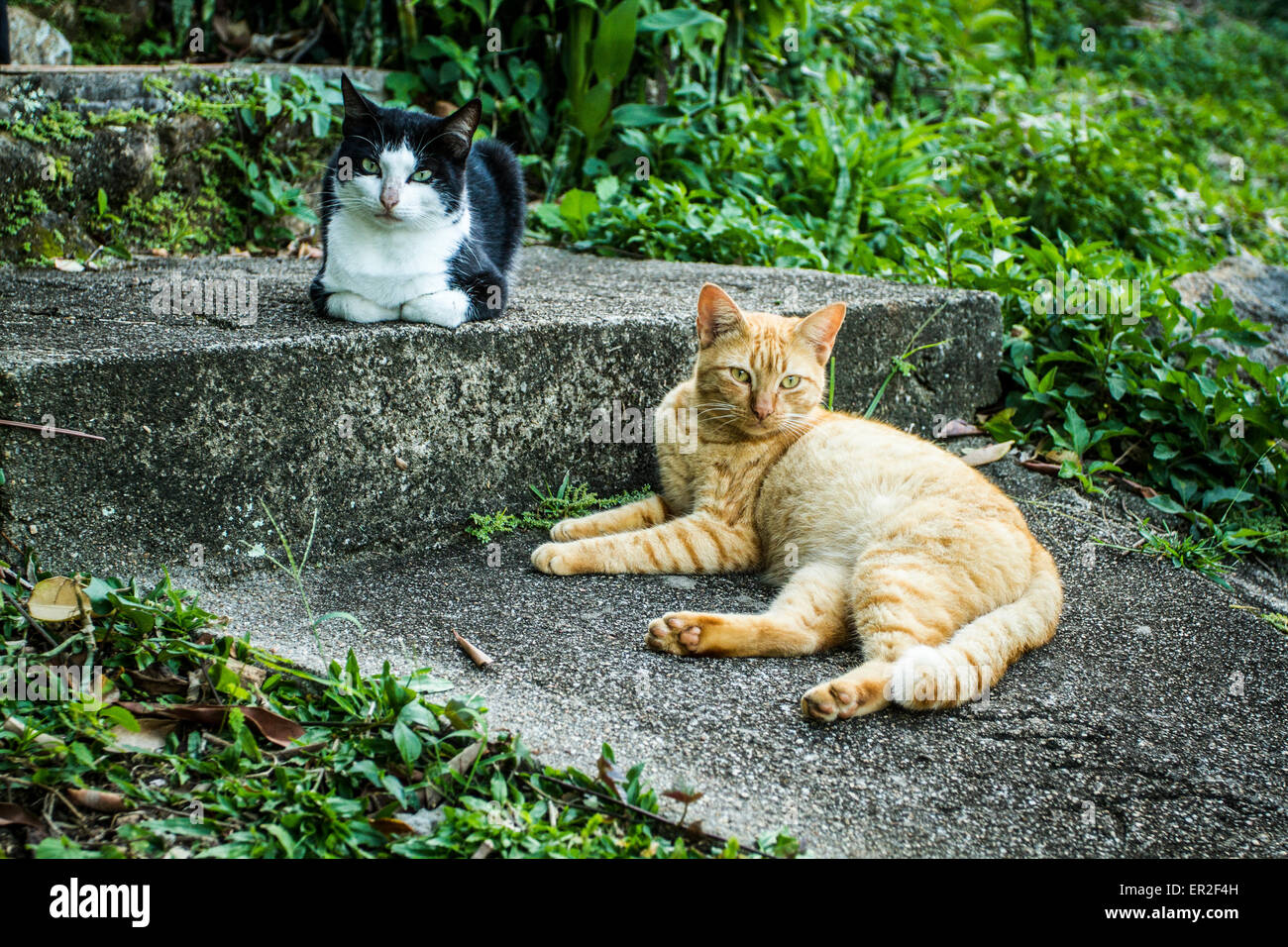 Two domestic cats lying on a pathway Stock Photo - Alamy