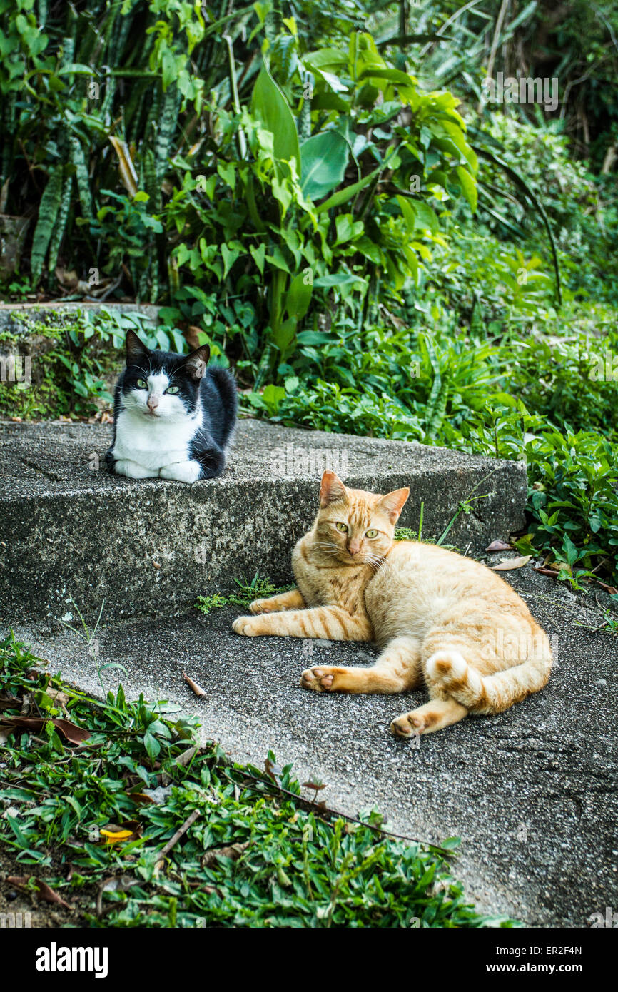 Two domestic cats lying on a pathway Stock Photo - Alamy