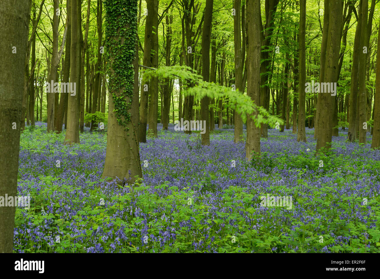 Bluebells and Beech Trees at Micheldever Woods Micheldever Hampshire ...