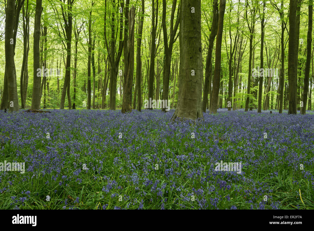 Micheldever bluebells hi-res stock photography and images - Alamy