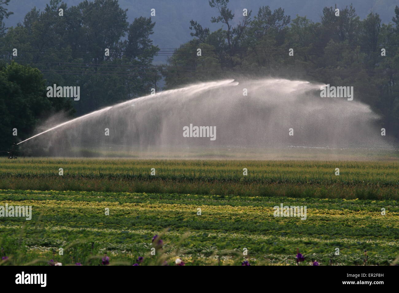 Powerful Stream of water from Farm irrigation system Stock Photo - Alamy