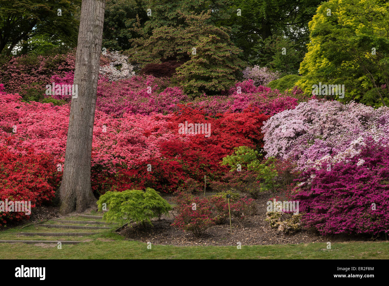 Azaleas punch bowl virginia water hi-res stock photography and images ...