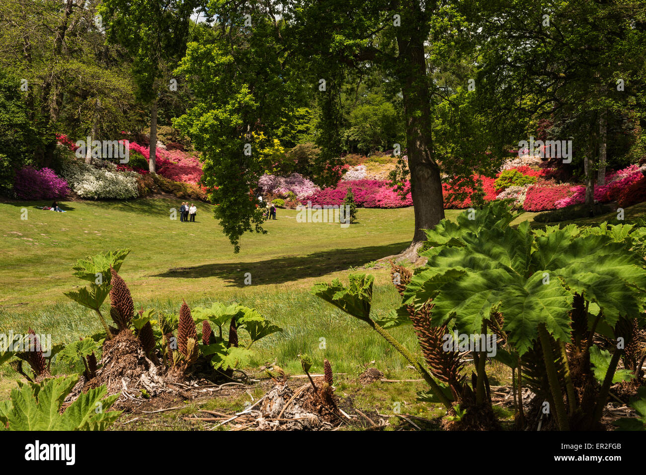 Azaleas at the Punch Bowl Virginia Water Lake Virginia Water Surrey ...