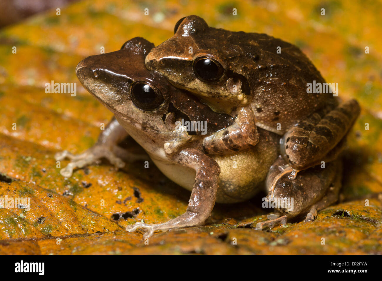 A pair of Pristimantis frogs in amplexus Stock Photo - Alamy
