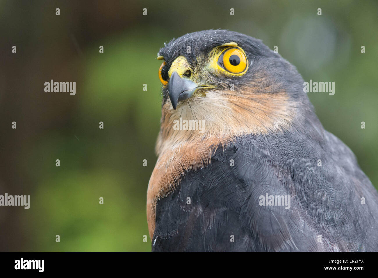 A portrait of a wild Tiny Hawk (Accipiter superciliosus Stock Photo - Alamy