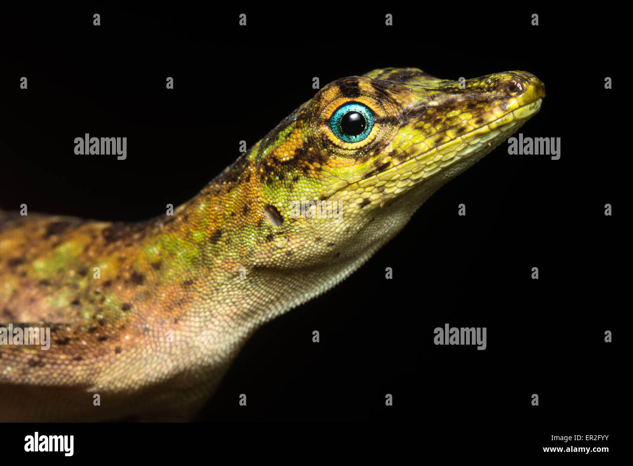 Anolis lizard hi-res stock photography and images - Alamy