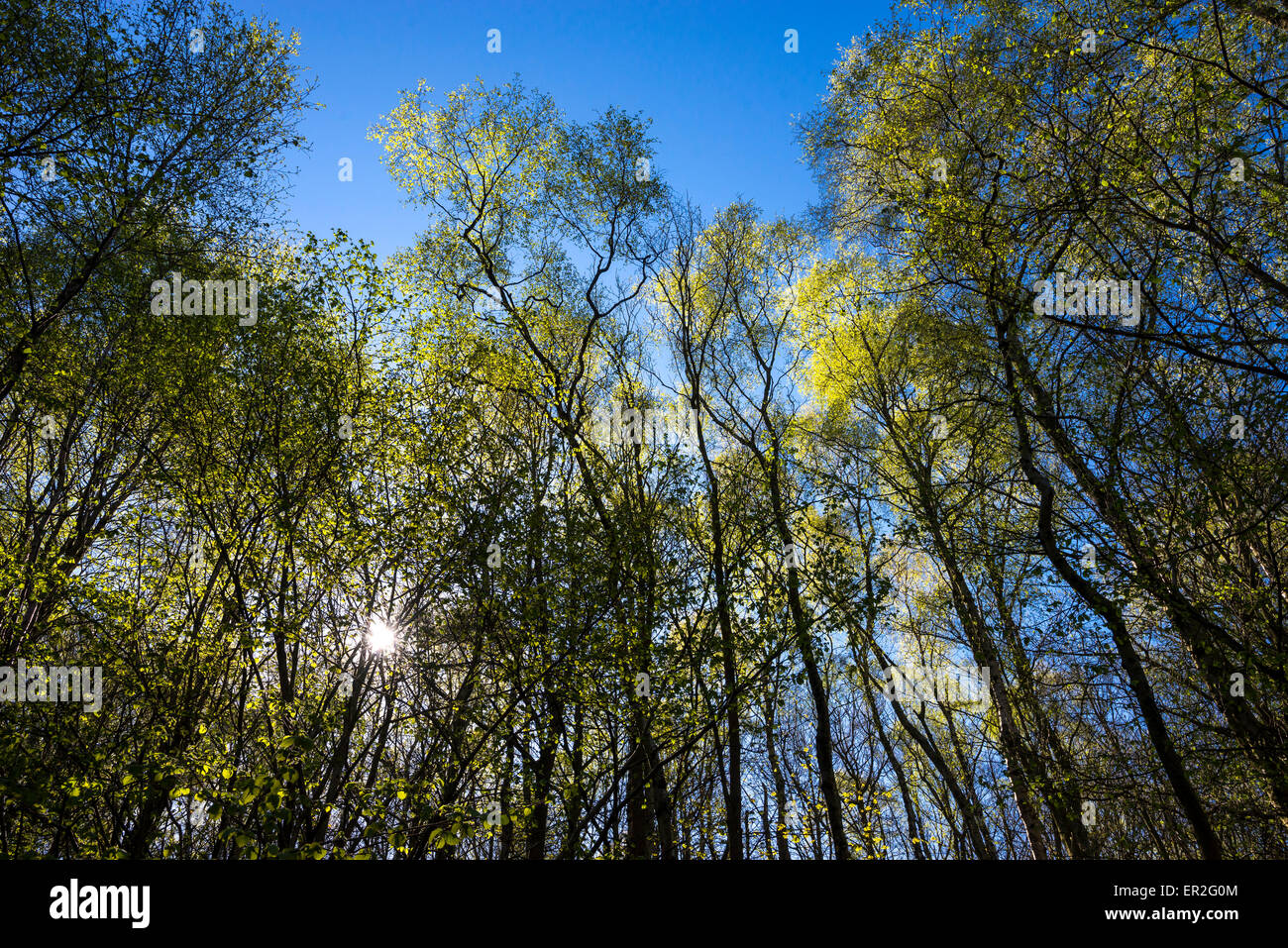 Beautiful sunlight on trees hi-res stock photography and images - Alamy