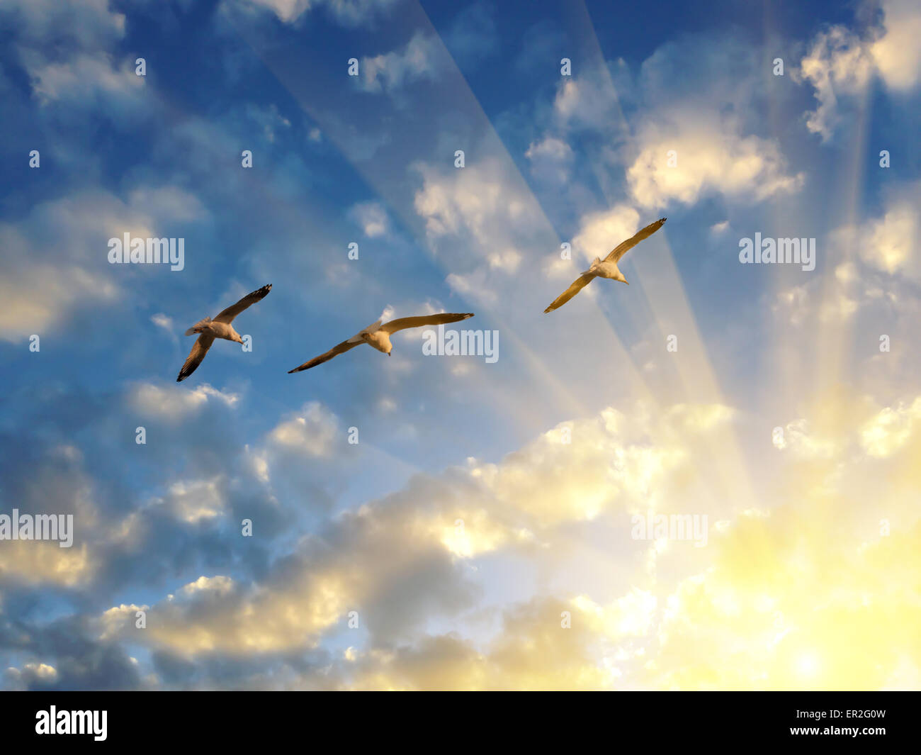 Three seagulls flying into the rays of setting sun Stock Photo - Alamy