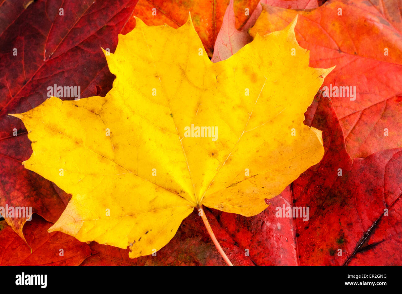 Sycamore maple leaf hi-res stock photography and images - Alamy