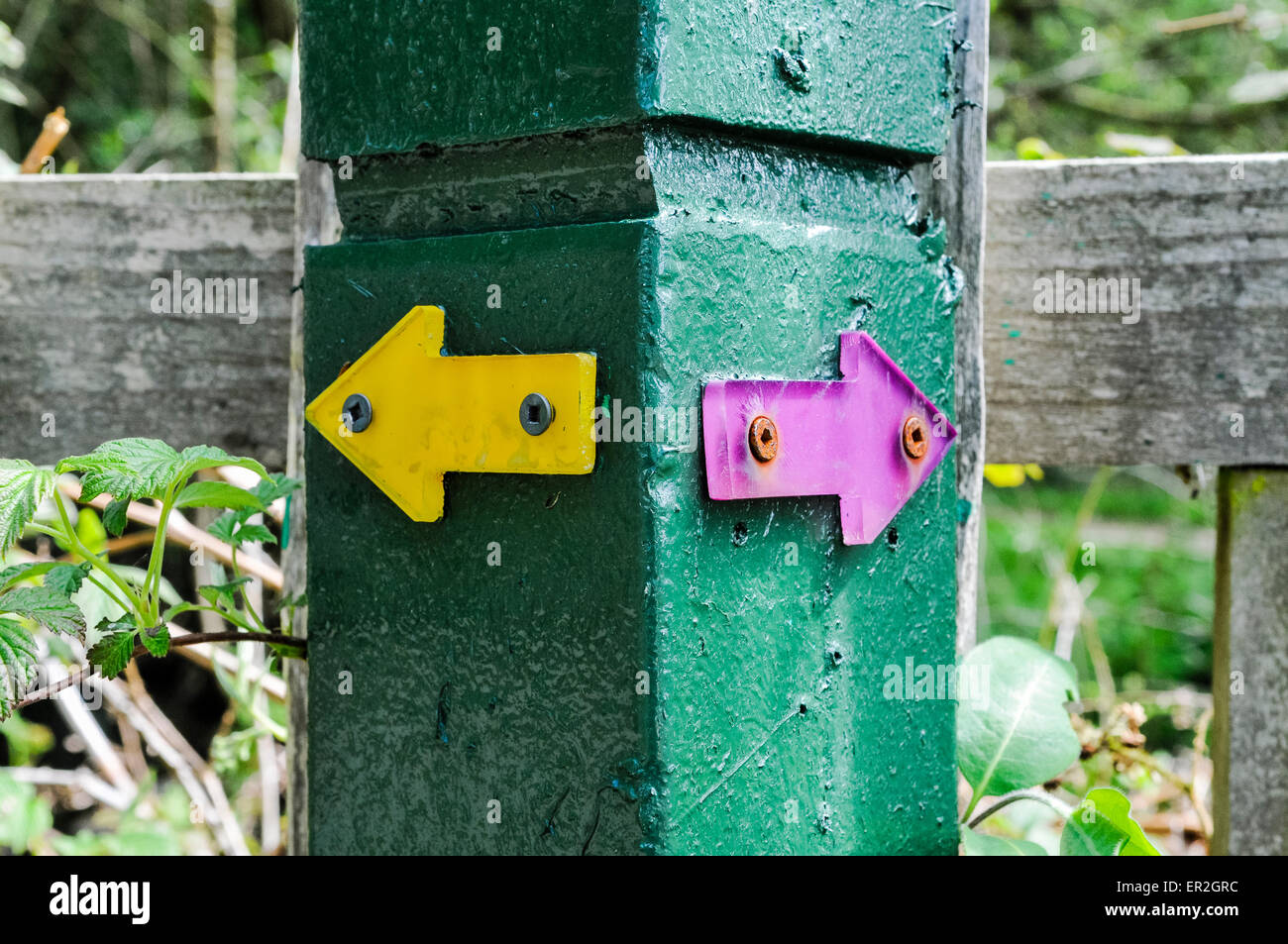 Different paths in forest hi-res stock photography and images - Alamy