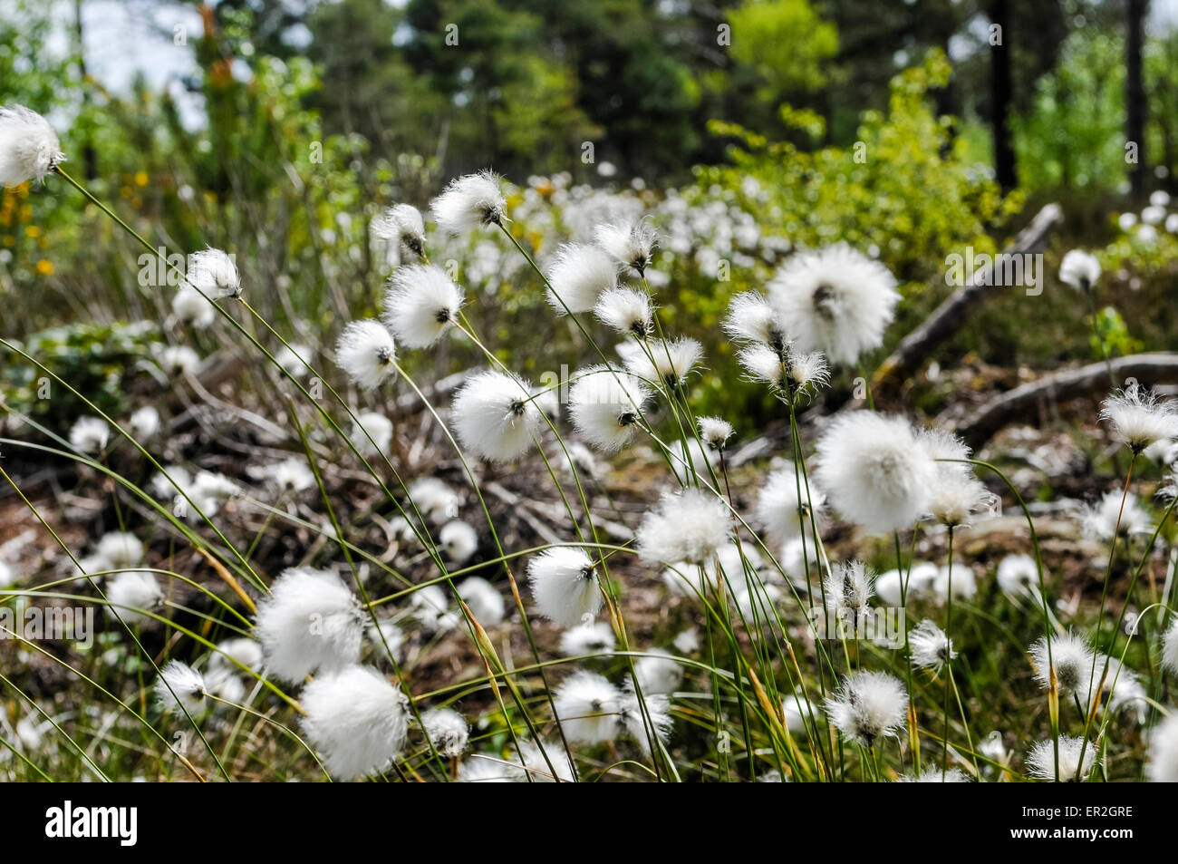 Common cottongrass, cottonsedge, bog cotton (Eriophorum angustifolium ...