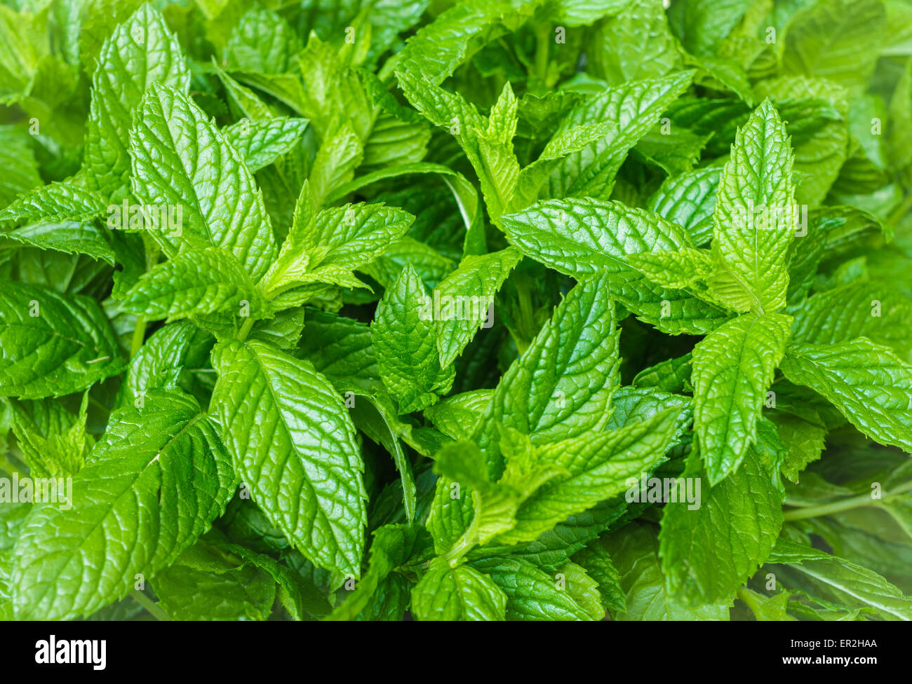 Mints, natural background Stock Photo - Alamy