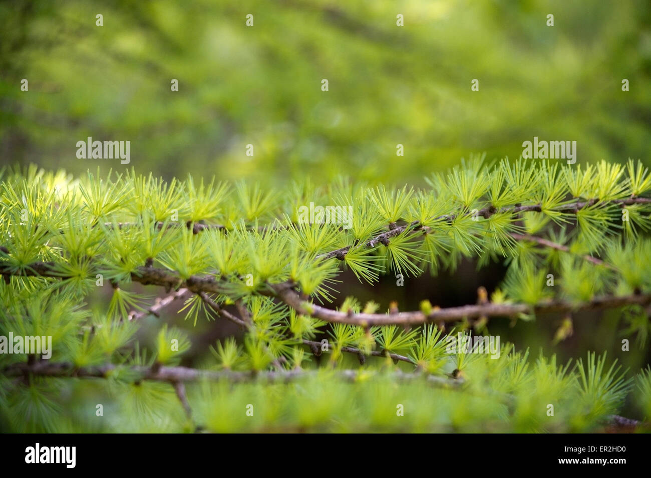Larch tree branch (Larix) closeup with needles in green forest light ...