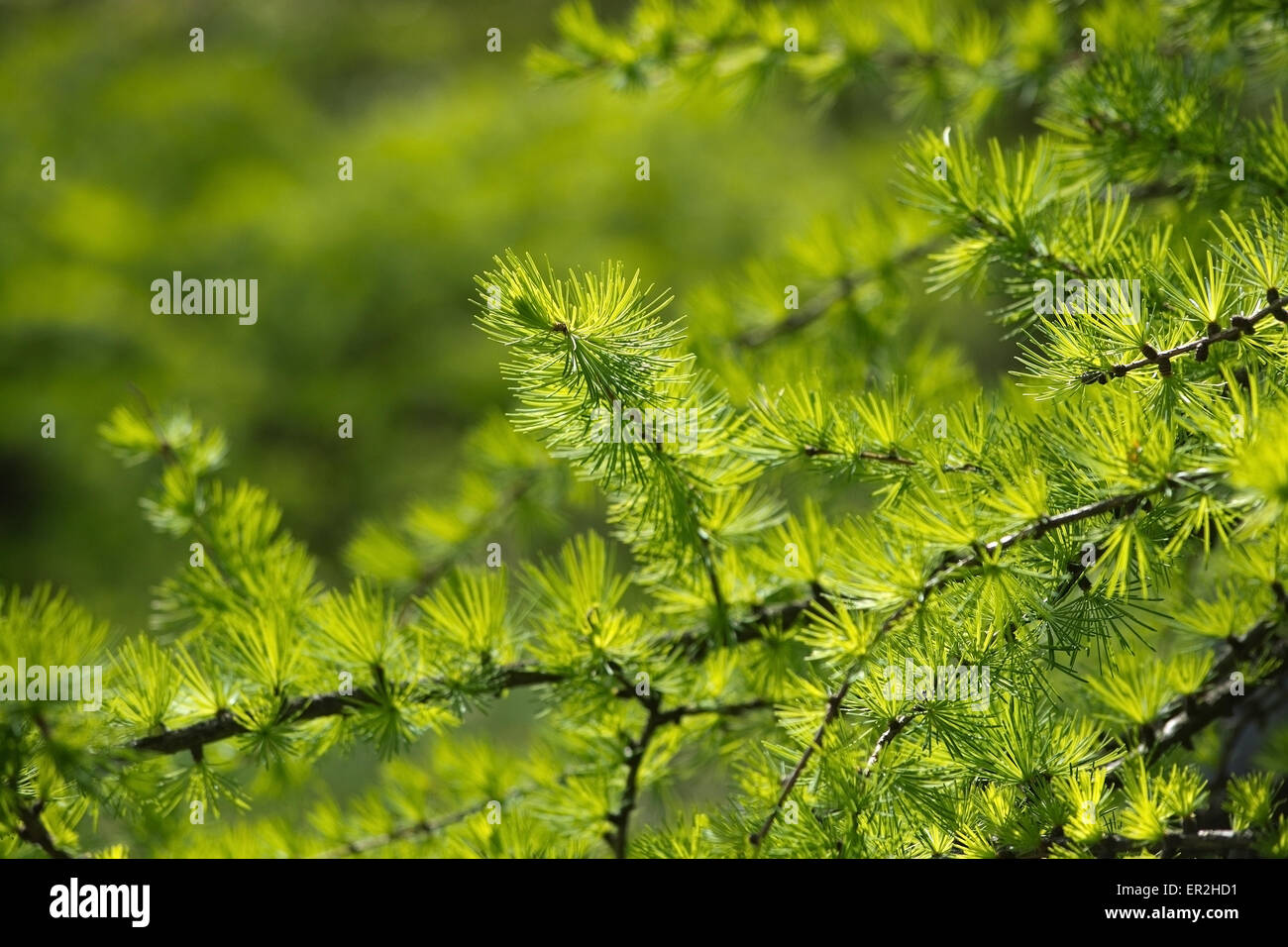 Larch tree branch (Larix) closeup with needles in green forest light ...