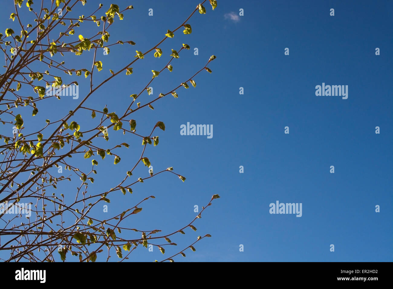 Blue sky and new leaves on tree, springtime in Sweden Stock Photo - Alamy