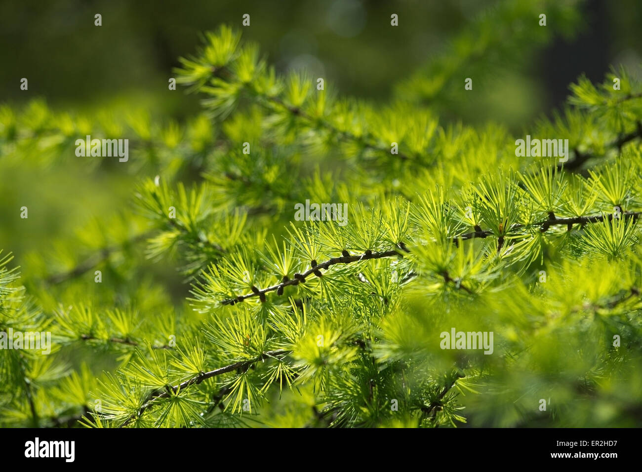 Larch tree branch (Larix) closeup with needles in green forest light ...