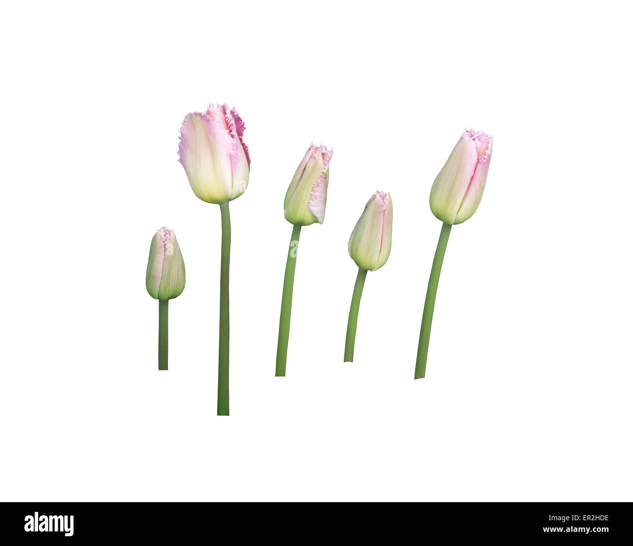 Five pink tulips isolated on white, design element Stock Photo - Alamy
