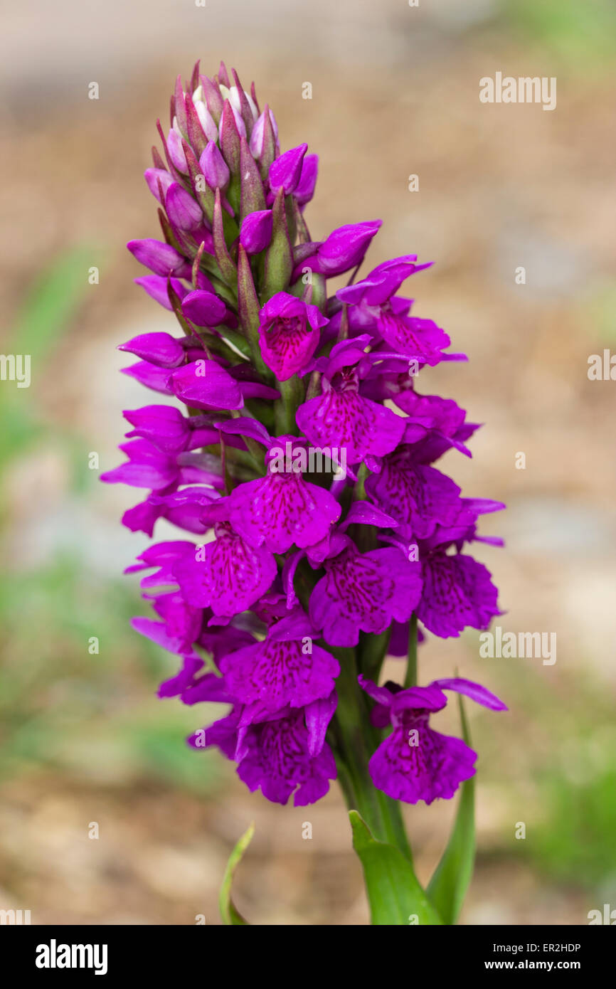 Single flower stem of the hardy Madeiran orchid, Dactylorhiza foliosa ...