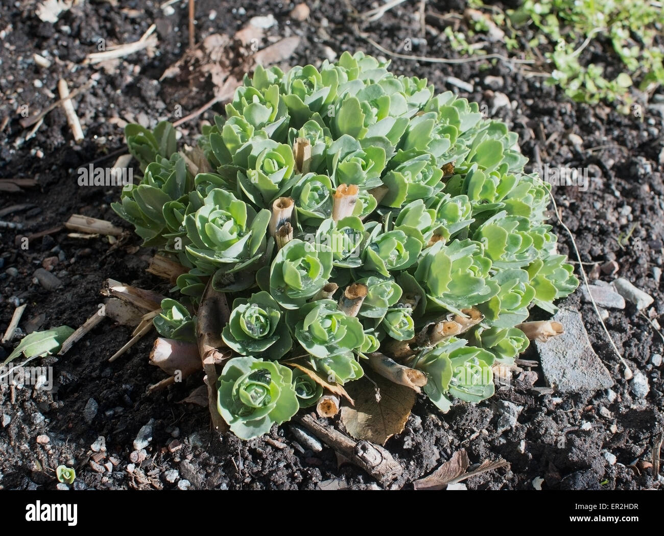 Chubby succulent collecting rain water in leaves, spring in garden ...
