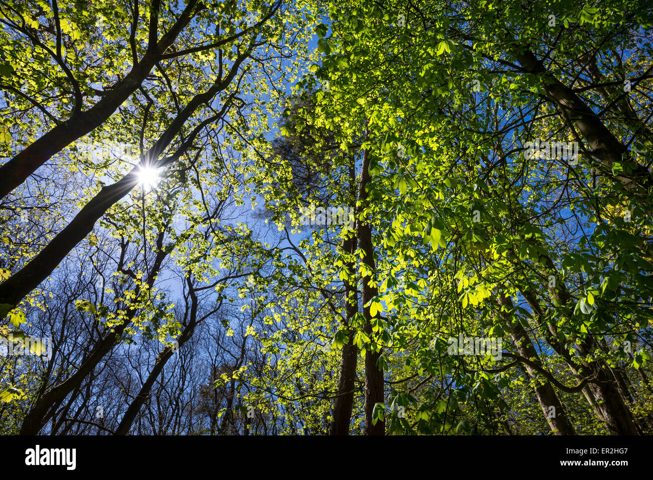 New spring leaves glowing green in spring sunshine with a clear blue ...