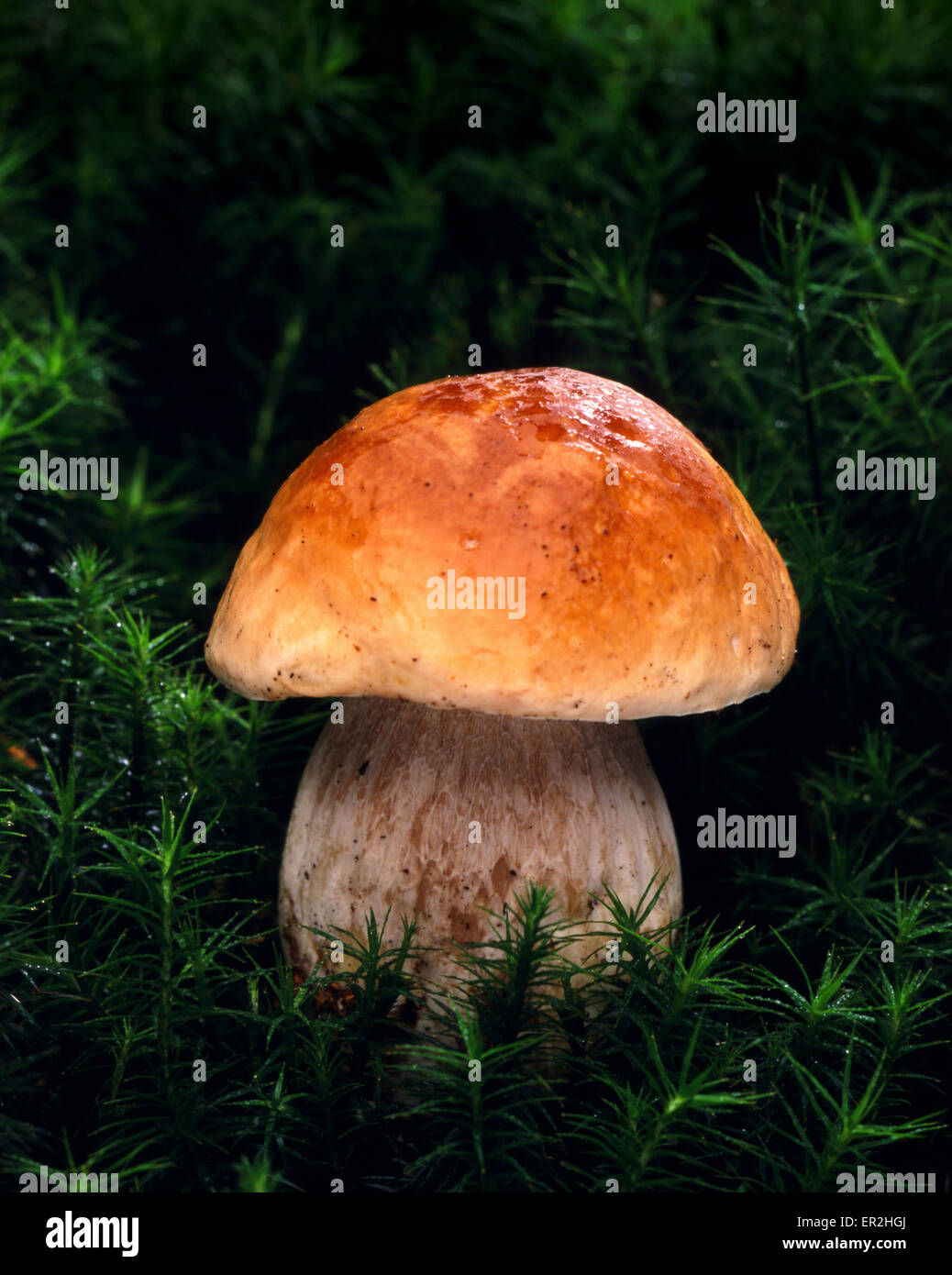 Young Cep or Penny Bun wild mushroom Boletus Edulis growing in moss ...
