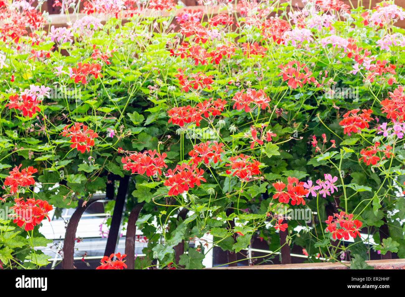 Hanging flowers of Red and pink geraniums with green leaves Stock Photo ...