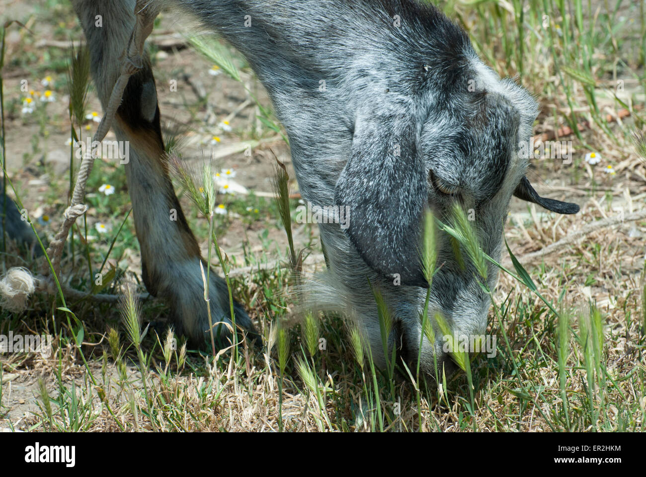 Female goat hi-res stock photography and images - Alamy