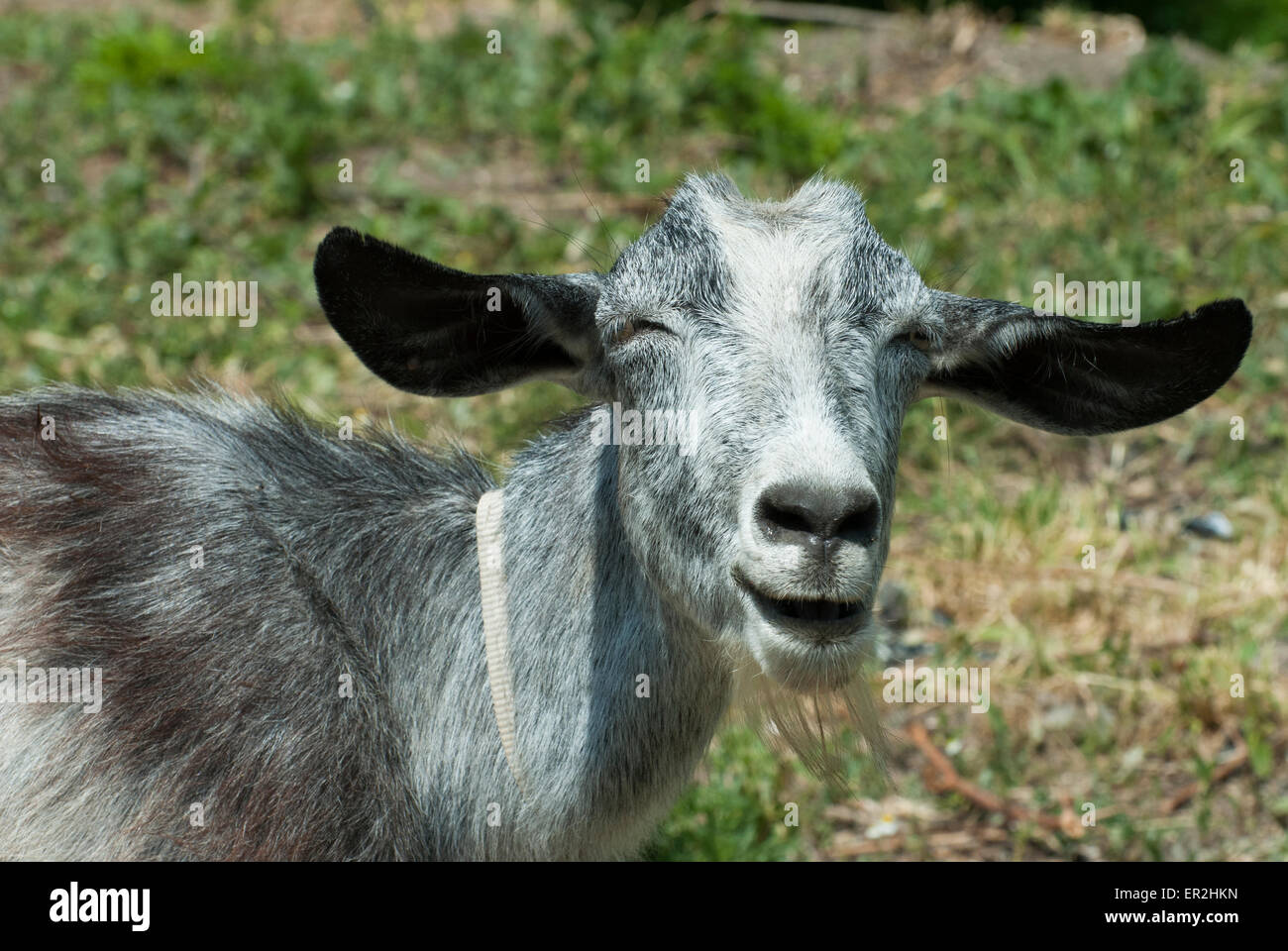 Female goat looking at camera Stock Photo - Alamy