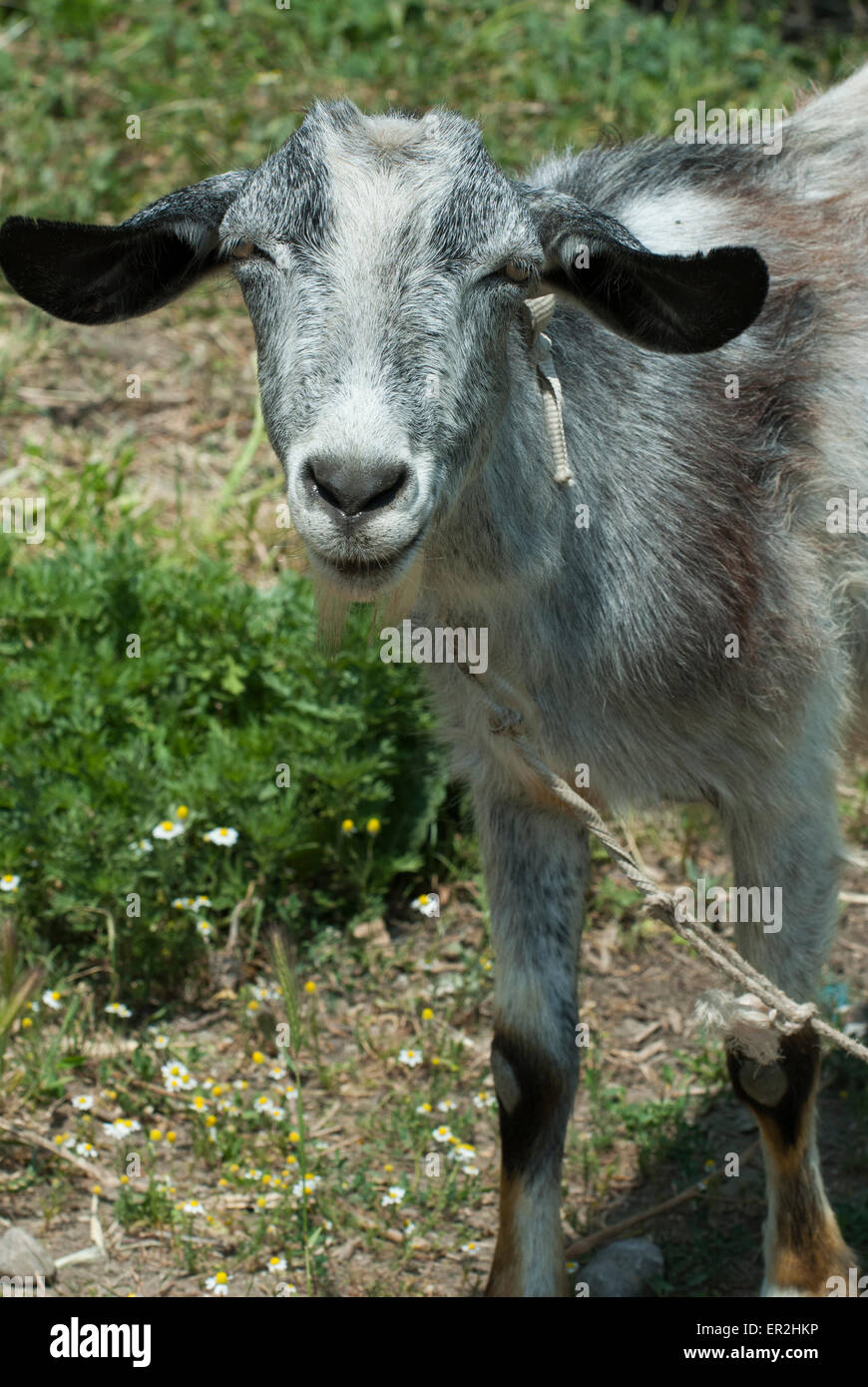 Female goat feeding in a field Stock Photo - Alamy