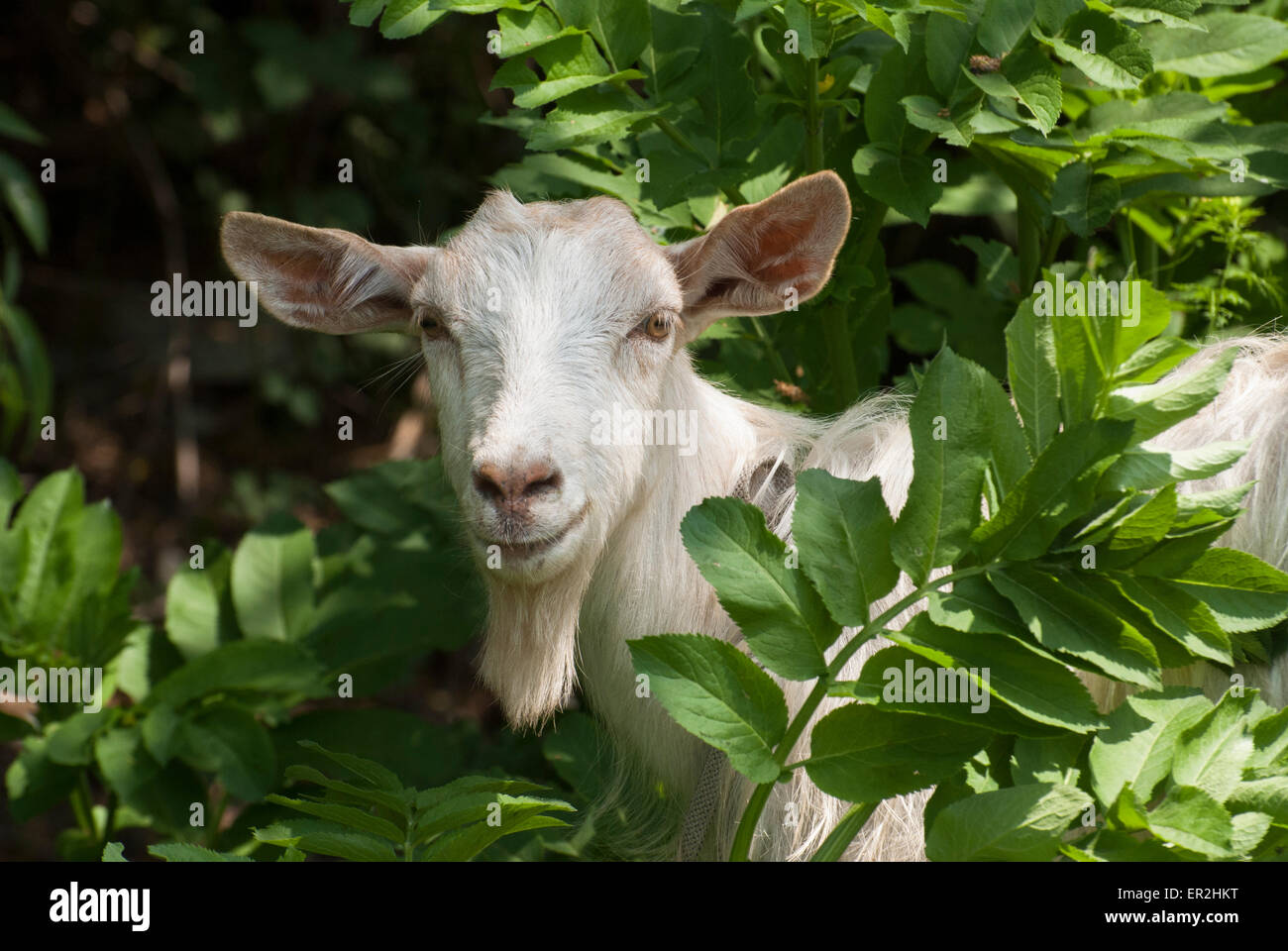Female goat milk hi-res stock photography and images - Alamy