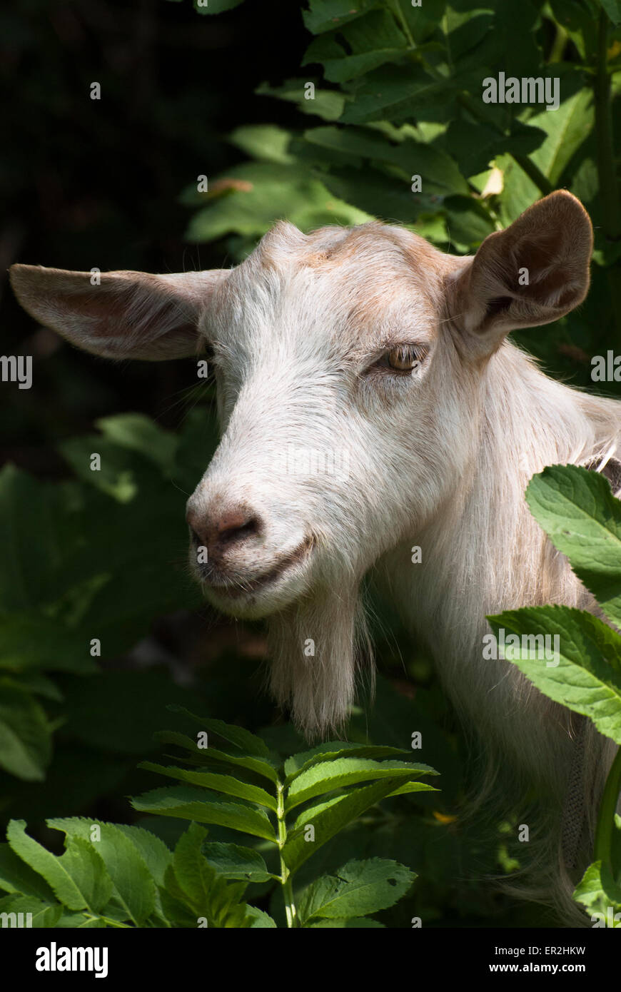 She Goat High Resolution Stock Photography and Images - Alamy