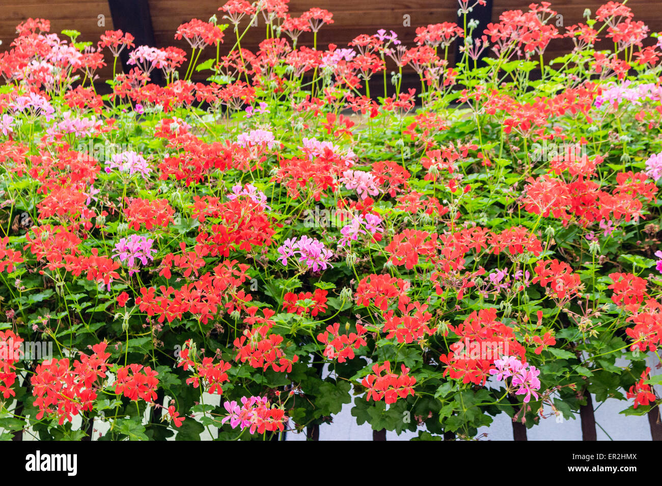 Hanging flowers of Red and pink geraniums with green leaves Stock Photo ...