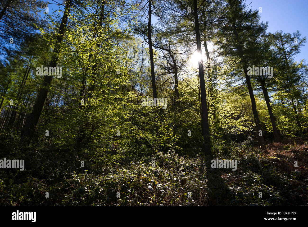 Spring woodland with new foliage glowing in spring sunshine Stock Photo ...
