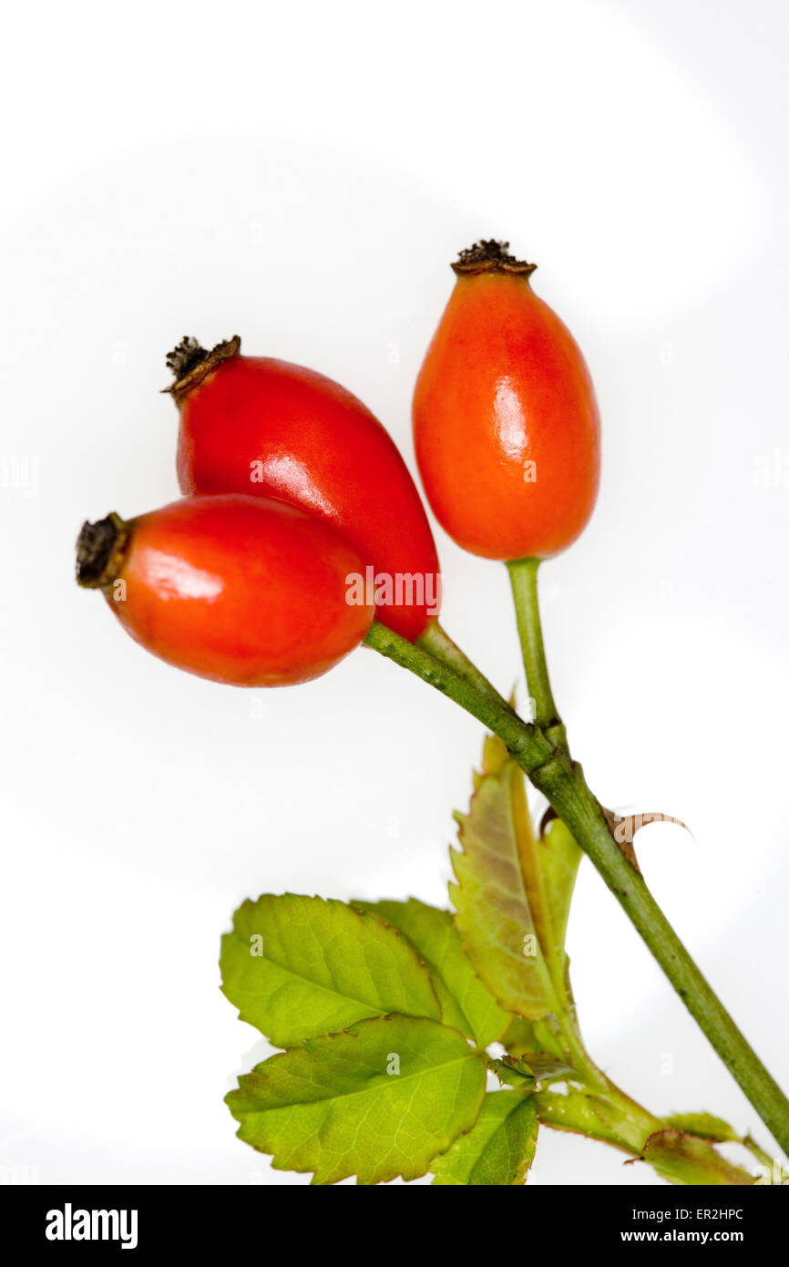 Alpine rose (rosa pendulina) hi-res stock photography and images - Alamy