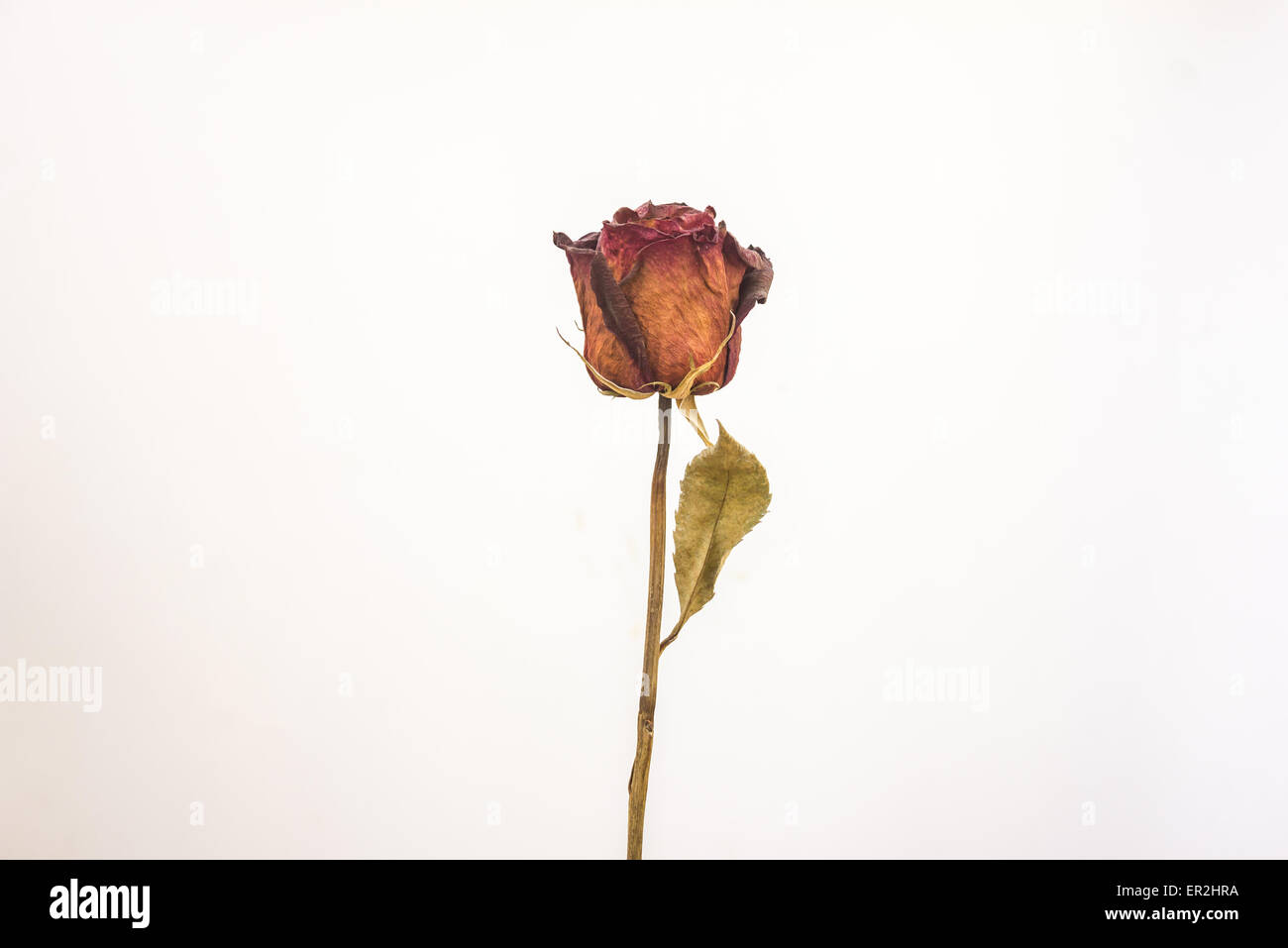 Dry red rose, dead nature, broken love concept Stock Photo - Alamy