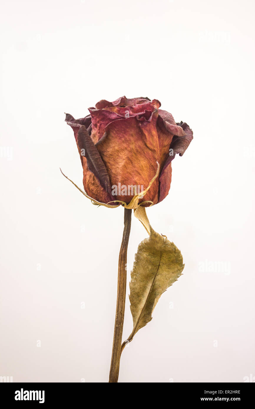 Dry red rose, dead nature, broken love concept Stock Photo - Alamy