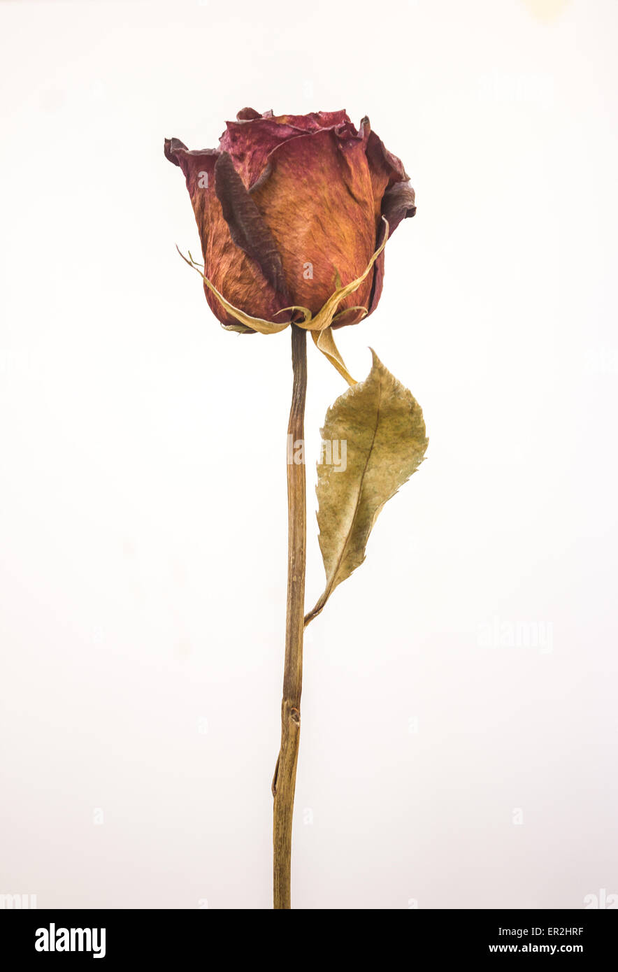 Dry red rose, dead nature, broken love concept Stock Photo - Alamy
