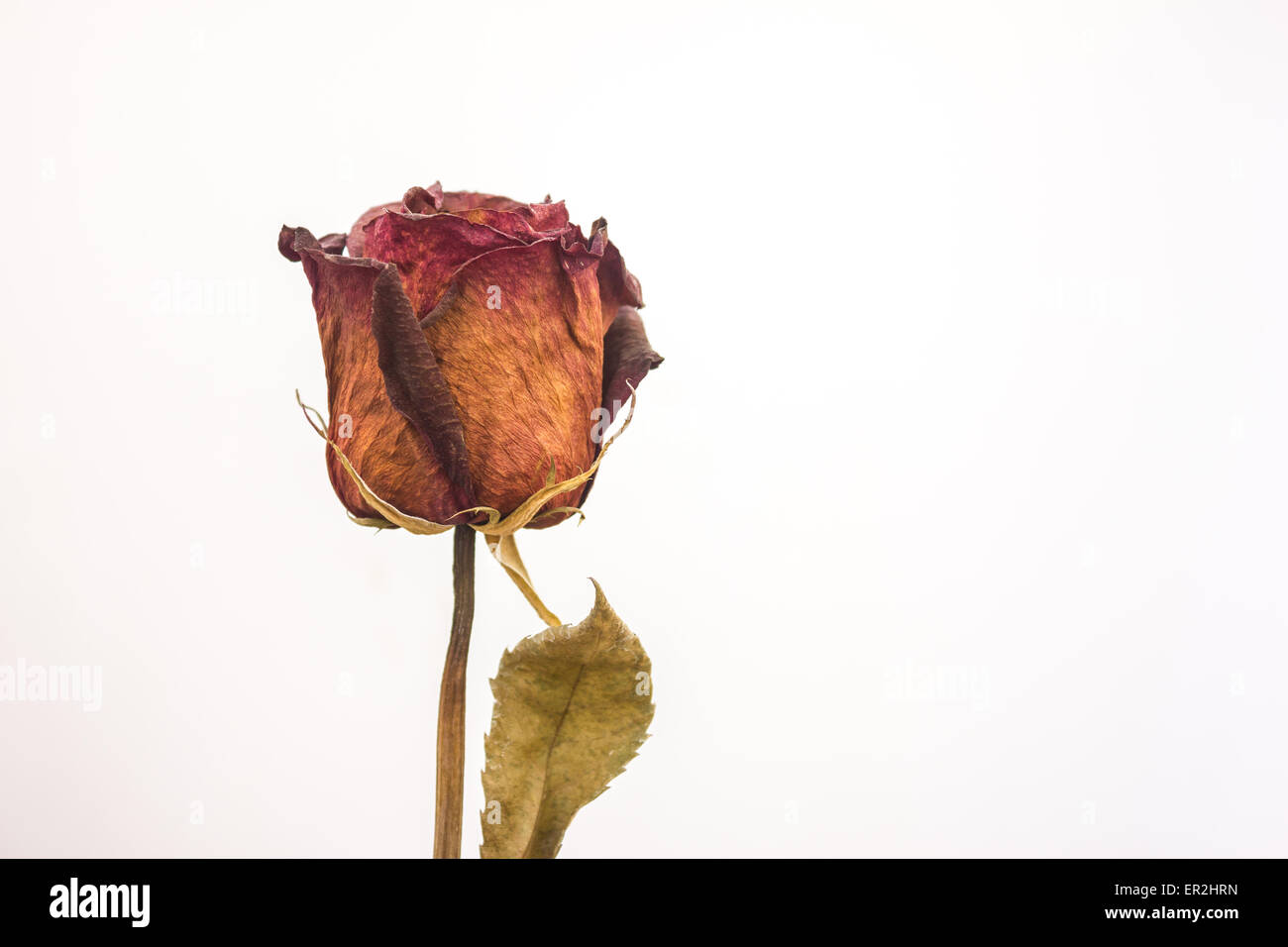 Dry red rose, dead nature, broken love concept Stock Photo - Alamy