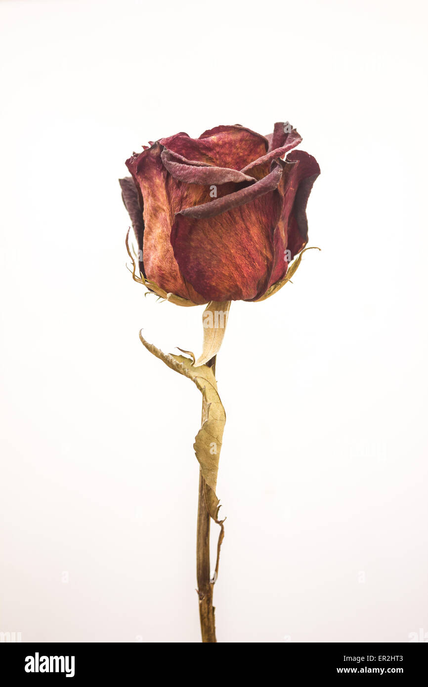 Dry red rose, dead nature, broken love concept Stock Photo - Alamy