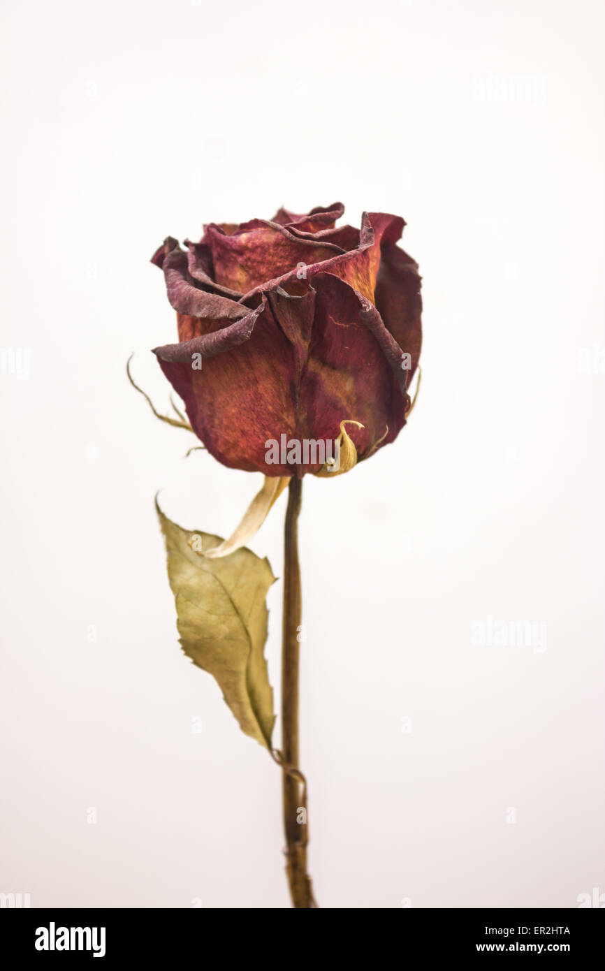 Dry red rose, dead nature, broken love concept Stock Photo - Alamy