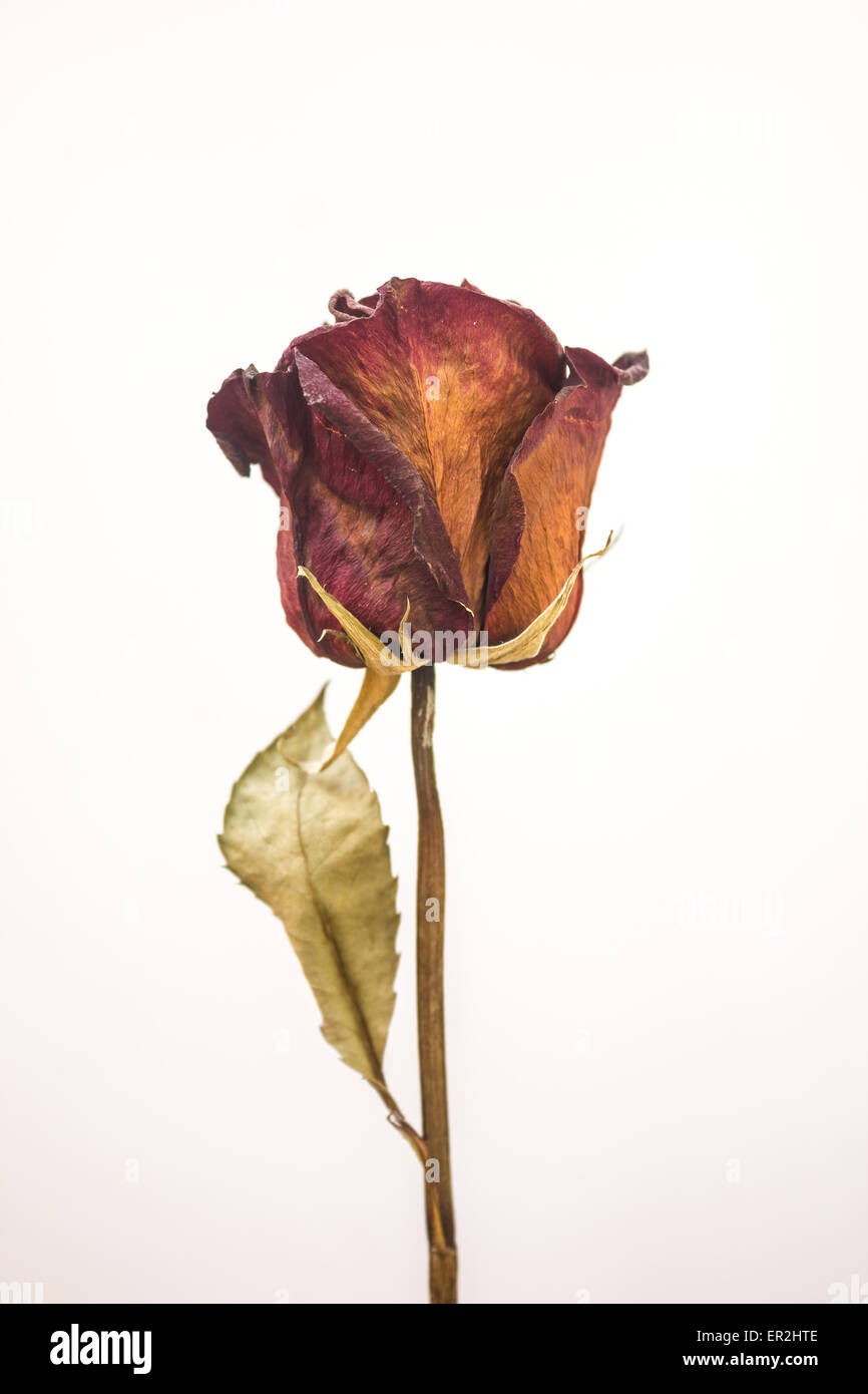 Dry red rose, dead nature, broken love concept Stock Photo - Alamy