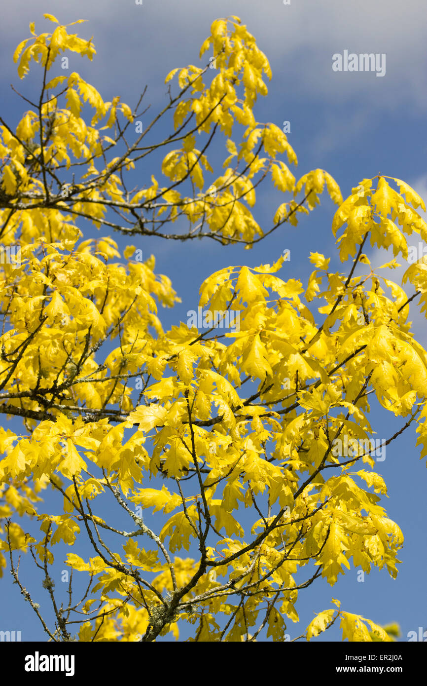 Ornamental oak hi-res stock photography and images - Alamy